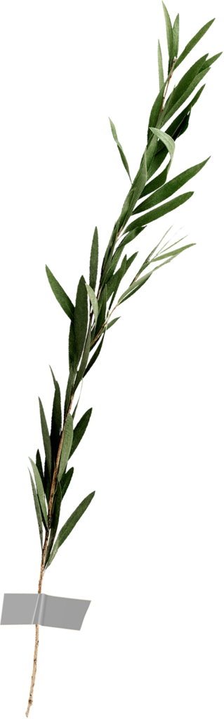 Misr Language School