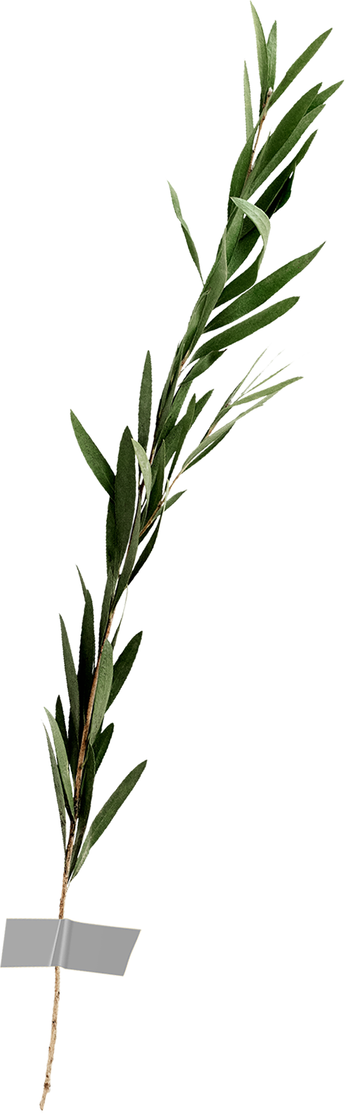 Misr Language School